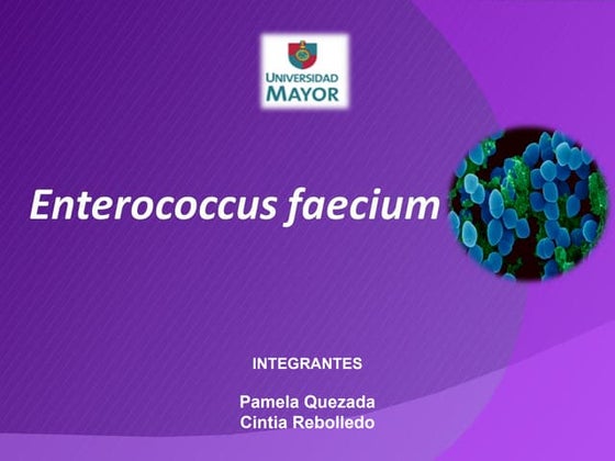 Enterococcus Faecium Vs. Faecalis En Agar Sangre PDF) Phenotypic And