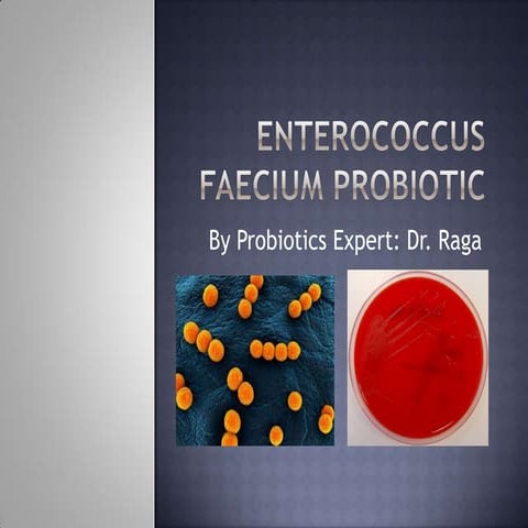 Enterococcus Faecium Probiotic | PPTX