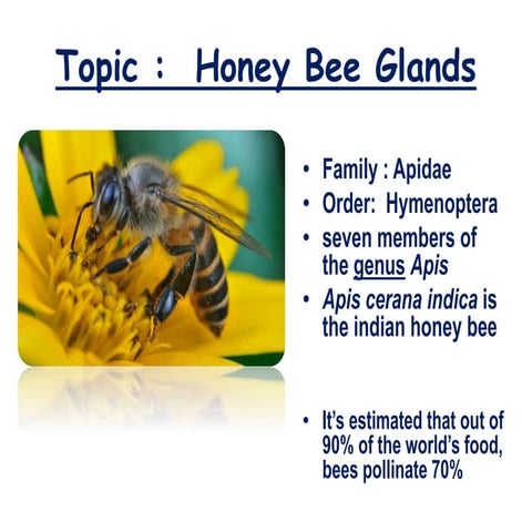 Morphology and anatomy of honeybee | PPTX