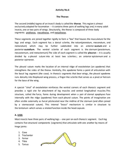 Insect wing, their modifications and wing coupling mechanism | PPTX