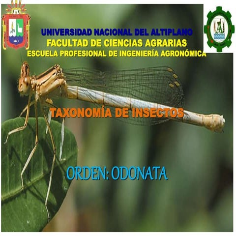 ENTOMOLOGIA ODONATA.pptx