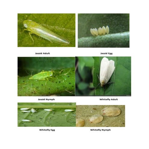 Entomological insect identification adult larvae pupa nymph eggs | DOCX