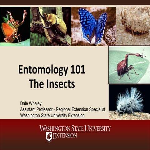 Entomology-101-slides-1-58.pdf Aprende de insectos | PPT