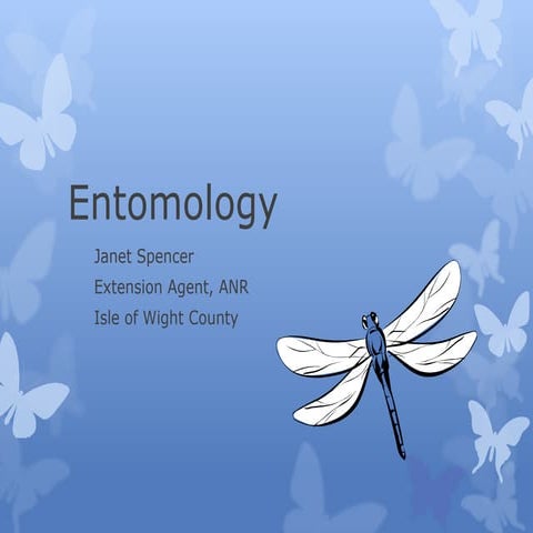 Insect Classification and Orders Guide | PPT