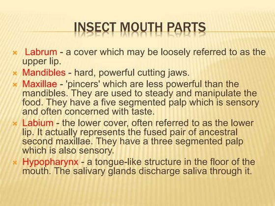 TYPES OF INSECT LEGS | PPT