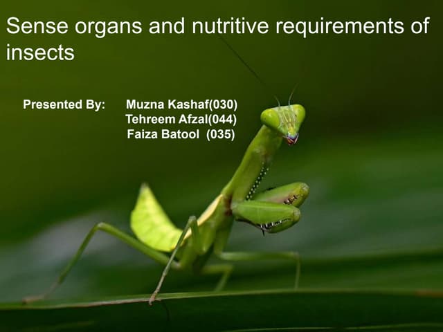 sense organs in insects | PPTX