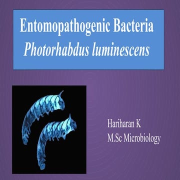 Entomopathogenic bacteria - Photorhabdus luminescens | PPTX
