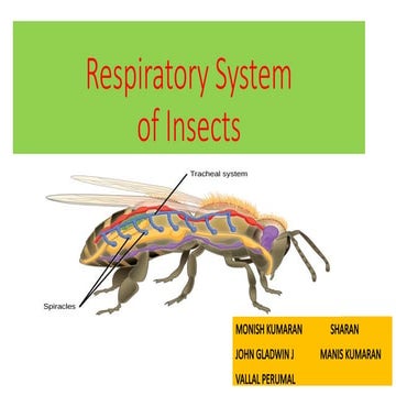 Insect respiratory system | PPTX
