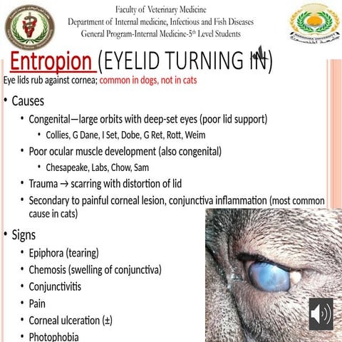entropion, ectropion, and cherry eye.pptx