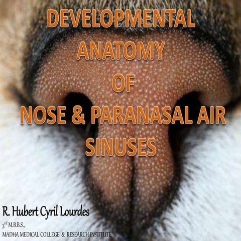 ENT about DEVELOPMENT OF NOSE | PPTX