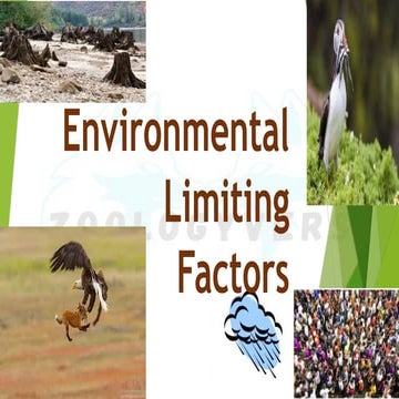 Laws of limiting factors | PPTX