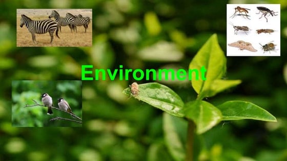 Living Things and the Environment.pptx Grade 3 Science | PPTX | Science