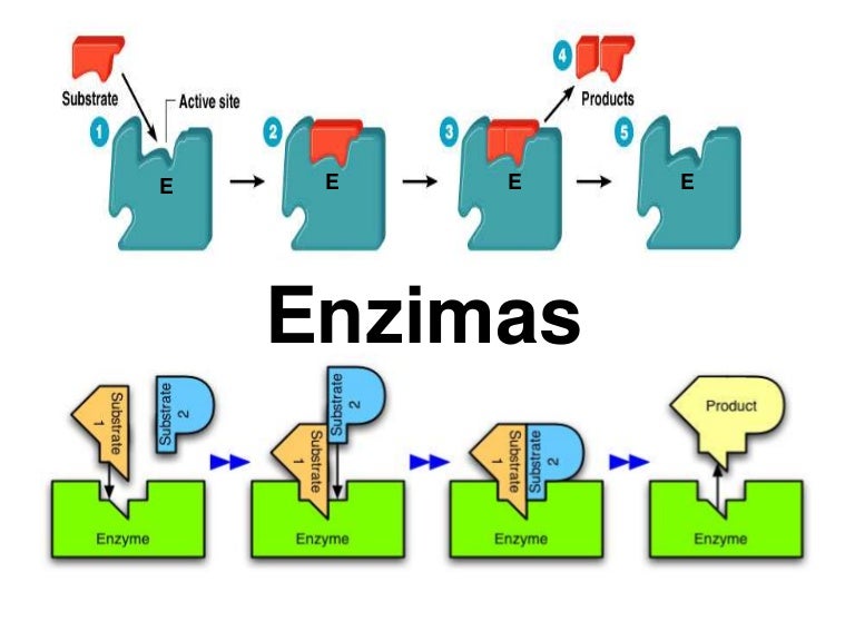 Enzimas