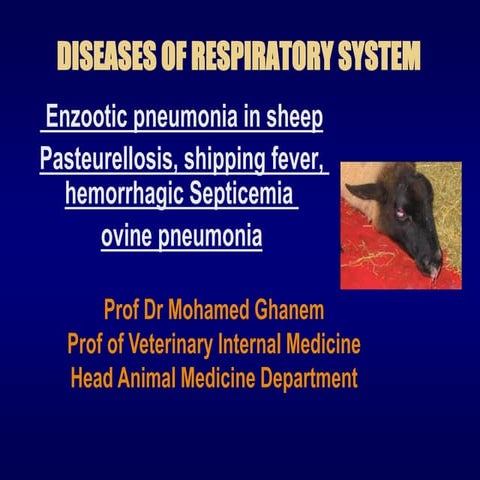 Enzootic pneumonia pasteurella by prof m ghnem | PDF