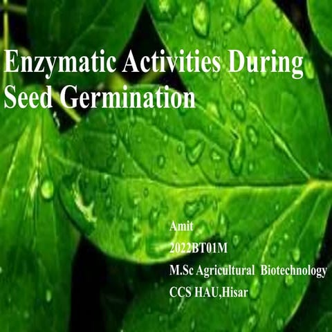 Enzymatic activity in seed germination.pptx | Gardening | Home & Garden