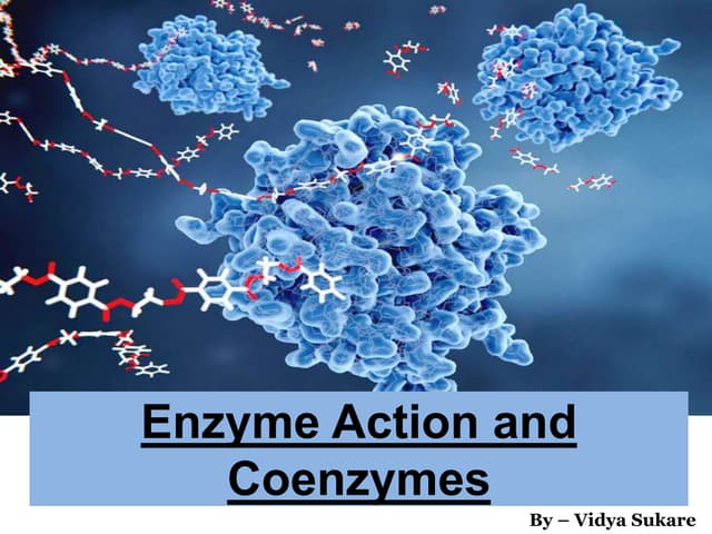 Enzyme Action And Coenzymes 1 Pptx
