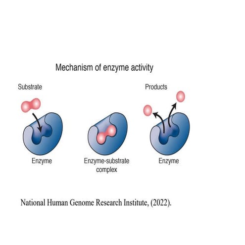 Enzyme bio.pdfghhghhjhhhhhhggghggghhghhh | PPT