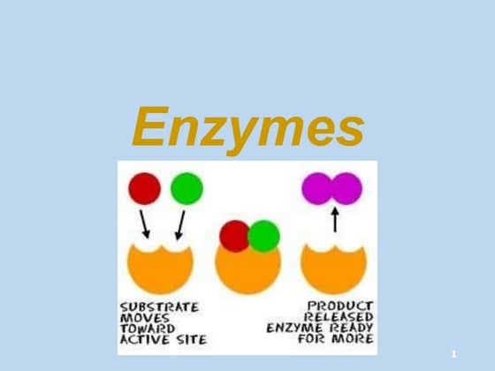 enzymeS POWERPOINT LEARNINGS BEST SOURCES | PPT