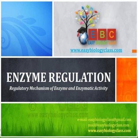 Enzyme regulation.pdf