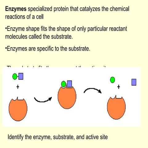 Enzymes | PPT