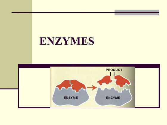 Enzymes | PPTX | Chemistry | Science