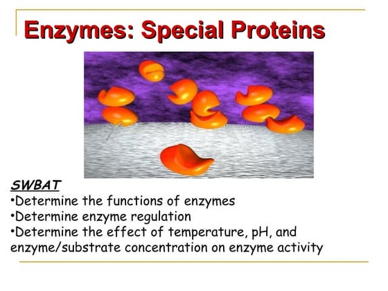 Mr Exham Igcse Biology Enzymes Ppt