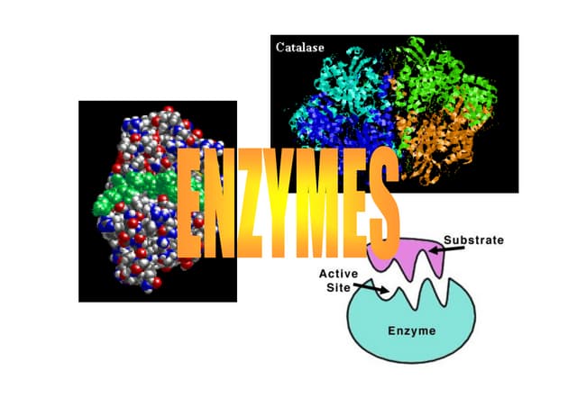 Regulation of enzyme activity | PPTX