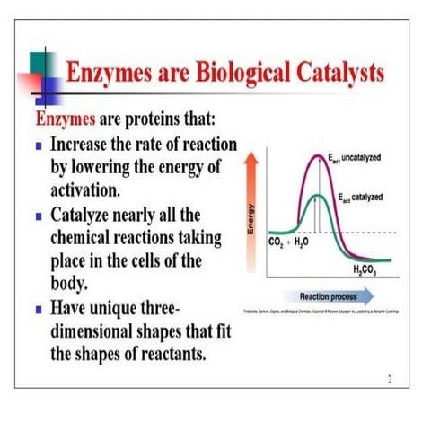 -- Enzymes --------- | PPT