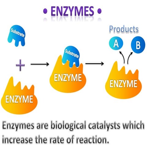 Enzyme Definition INSIGHT Enzyme Databases Almac