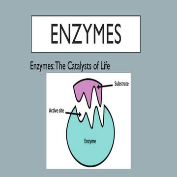 Biochemistry lecture notes enzymes | PDF