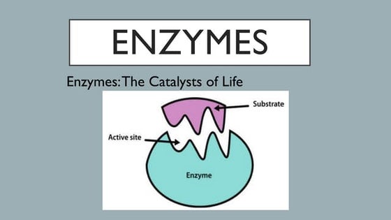 Enzymes | PPTX