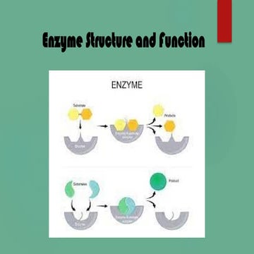 Enzymes-and-its-functions.pptx. Enzymes work | PPTX