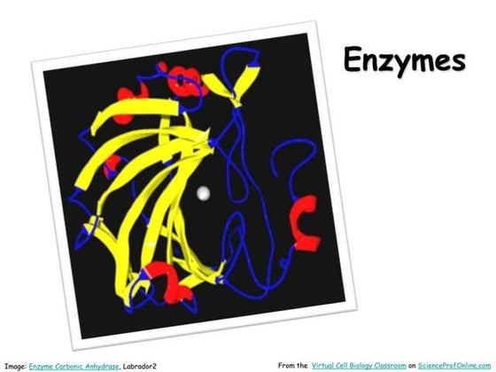 EC Enzymes Power point Lesson for Senior High | PPT