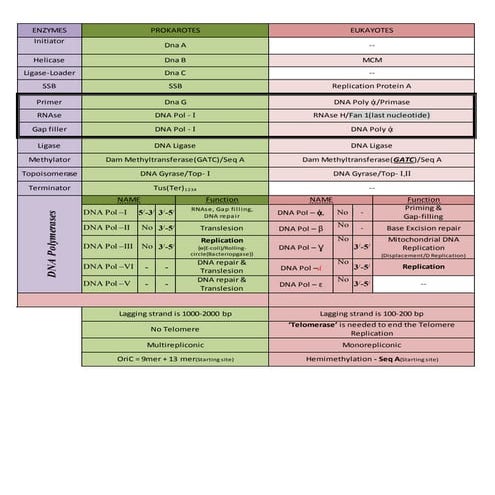 Enzymes In Transcription, Translation and Replication | DOCX