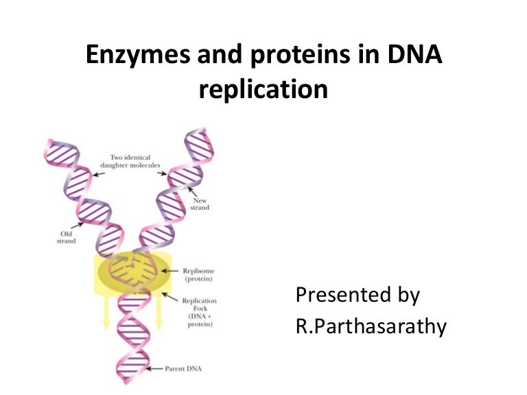 enzymes-and-proteins-in-dna-replication