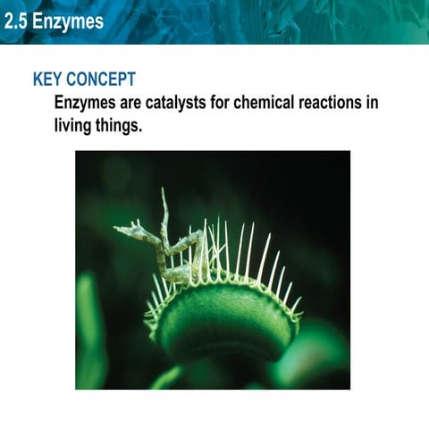 Enzymes & Chemical Rxn Notes | PPT