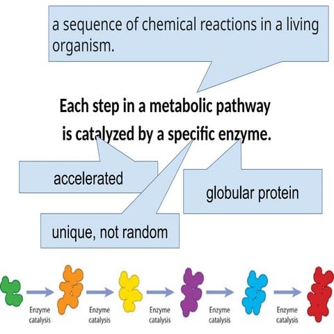 Enzymes & its Function.pptx For IBDP Students | PPTX