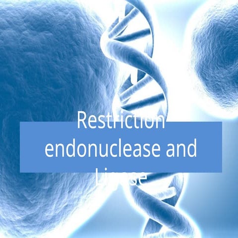 Comprehensive Overview of Lymphocyte Activation Mechanisms in ...