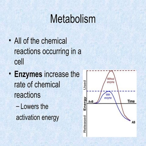 Enzymes Lab | PPT