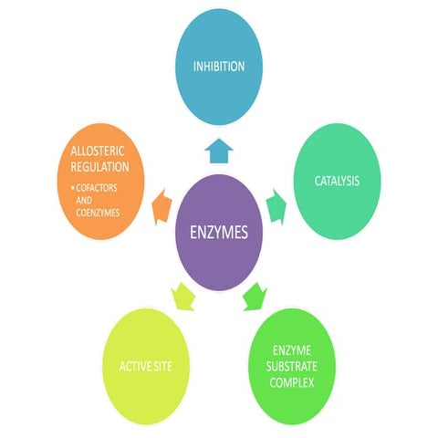 Enzymes mindmap | PPT