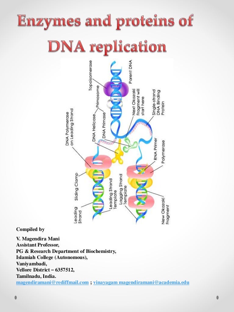Enzymes Of DNA Replication enzymes-of-dna-replication