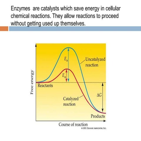 Enzymes powerpoint for 27th may y12 bio | PPTX