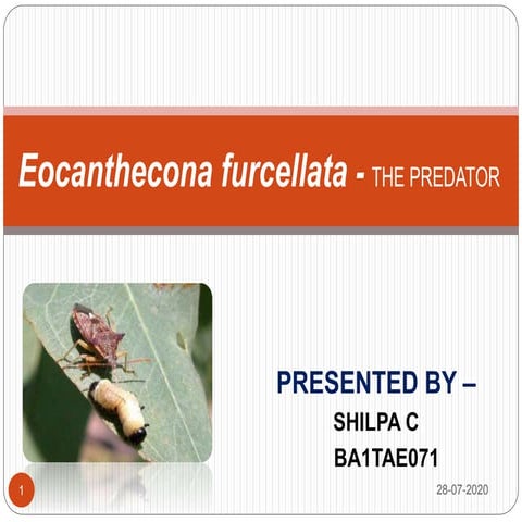 Eocanthecona furcellata | PPTX