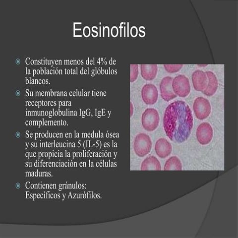 Eosinofilos Histologia | PPTX