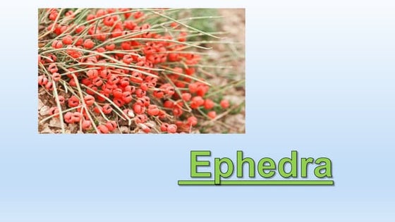 Equisetum | PPT
