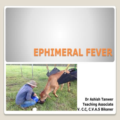 Ephimeral fever | PPTX