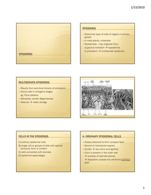 PROTOZOAN part 2 | PDF