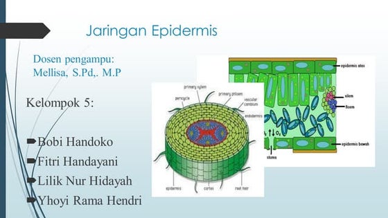 Biologi epidermis | PPT