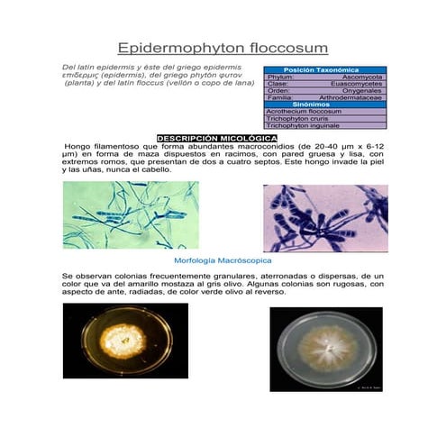 Epidermophyton floccosum | DOCX