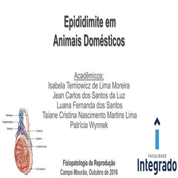 Epididimite em Animais Domésticos | PPTX